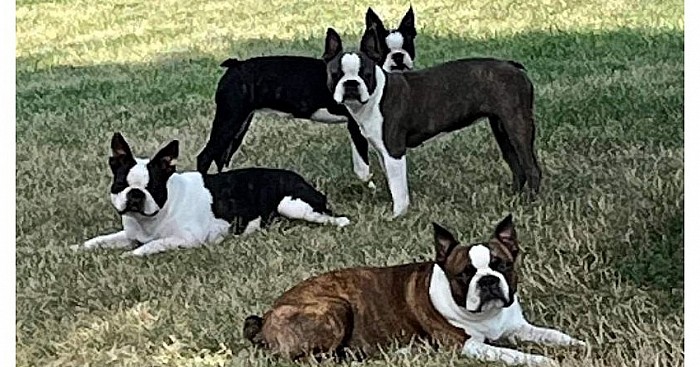 Meet our AKC Boston Terrier Ladies